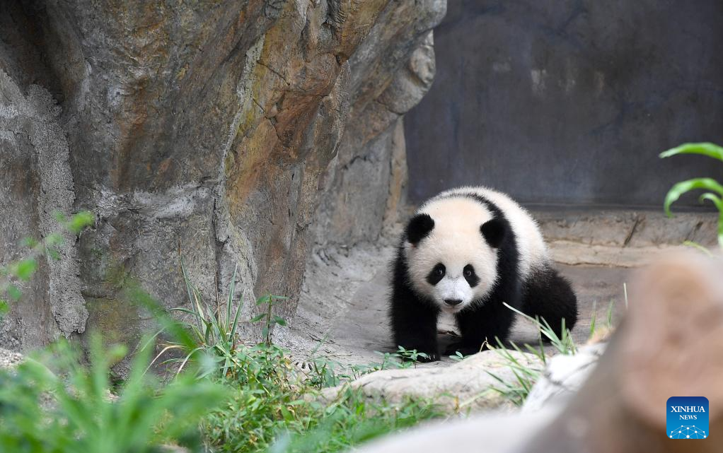 First locally-born giant panda cubs in HK get names--China Economic Net
