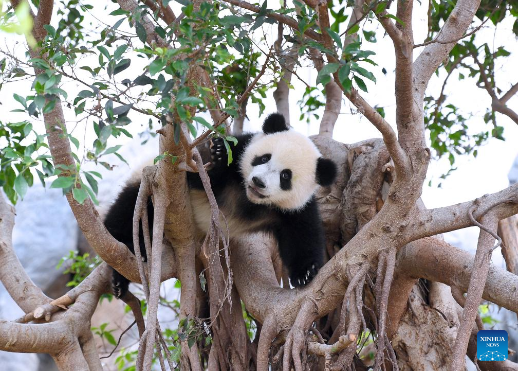 First locally-born giant panda cubs in HK get names--China Economic Net